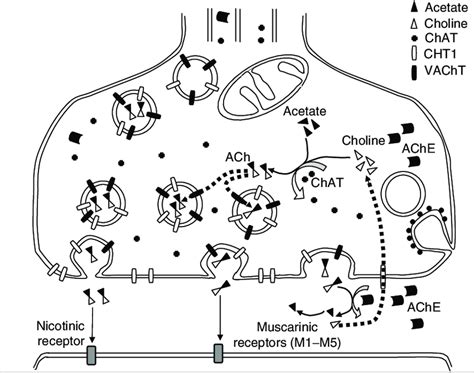 Schematic Representation Of Typical Cns Cholinergic Synapses As