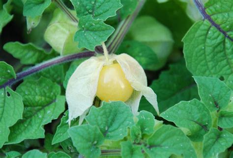Physalis Varieties Learn About The Species And Their Botanical