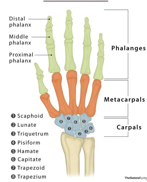 Hand Lanel 다이어그램 Quizlet