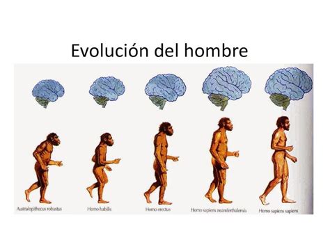 Evolución Del Hombre A Través Del Tiempo
