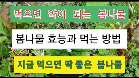 먹으면 약이 되는 5가지 봄나물 효능과 먹는 방법 주의할 점 Youtube