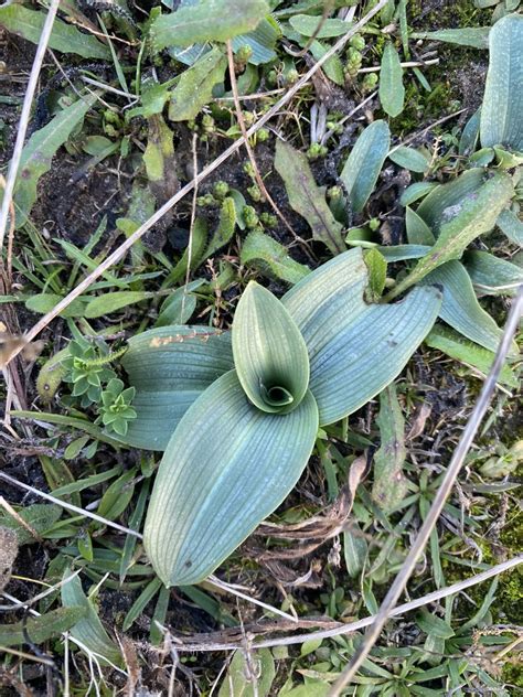 Lifecycle Of Bee Orchids In Cumbria Andrew Chick Ecology