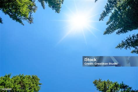 국립 공원의 광야에있는 오래된 가문비 나무 전나무 및 소나무 숲의 건강한 녹색 나무 지속 가능한 산업 생태계 및 건강한 환경 개념 및 배경 나무에 대한 스톡 사진 및 기타