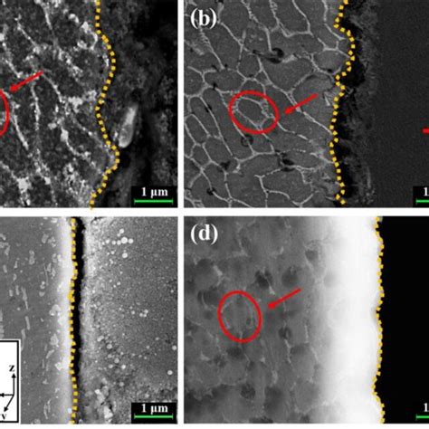Sem Micrographs Of The Cross Section Surfaces In The Side View With The Download Scientific