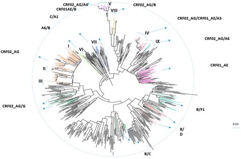 Phylogenetic Analysis Of Hiv 1 Recombinants In Israel 20102018