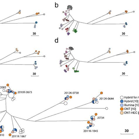 Minimum Spanning Trees Msts Constructed By Cgmlst A Mst By Hybrid Download Scientific