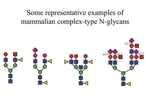 Ppt Synthesis And Structure Of Major Glycan Classes And Glycosaminoglycans Powerpoint