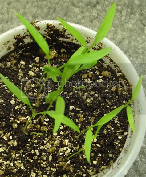 Catnip A Veggie Garden