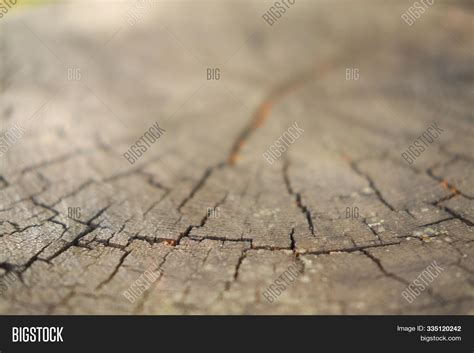 Cross Section Tree Image Photo Free Trial Bigstock