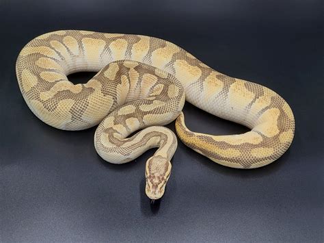 Enchi Lesser Ball Python