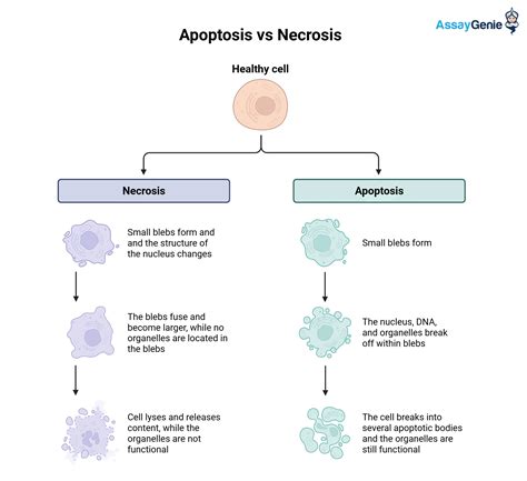 Apoptosis Unveiled Your Complete Guide To Intrinsic And Extrinsic