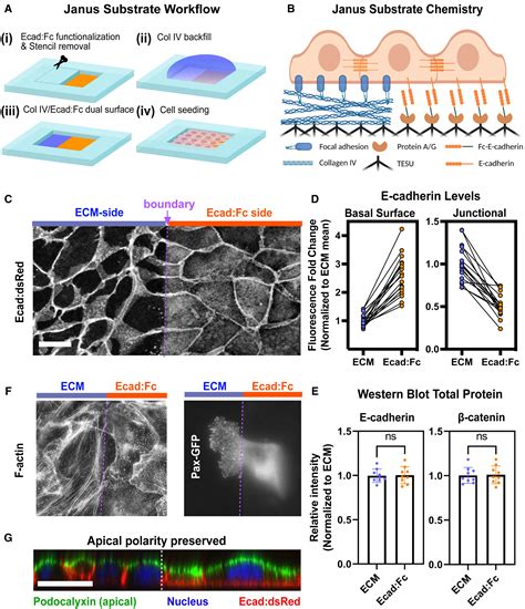 E Cadherin Biomaterials Reprogram Collective Cell Migration And Cell