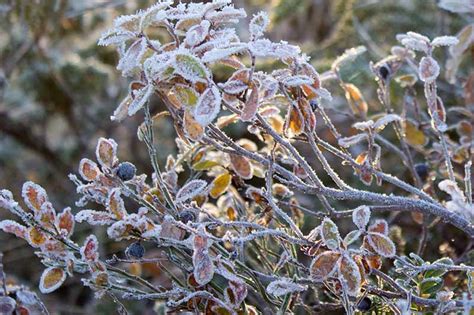 Blueberry Plant In Winter Blueberry Bushes Huge Variety Grow In