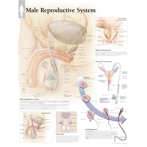 Male Reproductive System Diagram With Labels