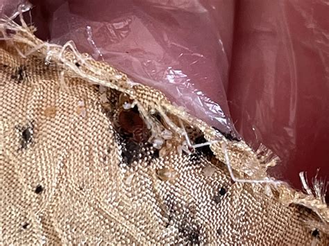 Дървеници “adios Bg експертни решения за контрол на вредители Забравете за насекоми и