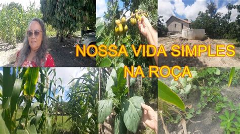 🔥vida Na RoÇÇ Vida Simples Na Roça🌽🚜 Mais Um Dia Na Roça 🐮🎥 Veja Tudo