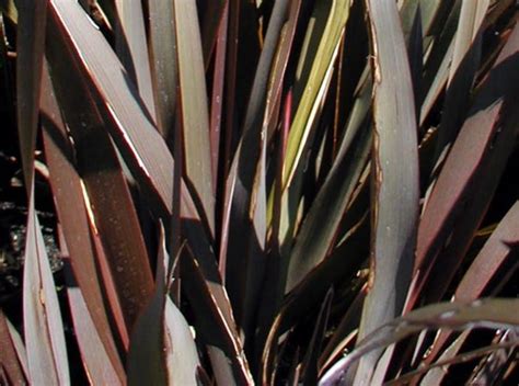 Phormium New Zealand Flax Portland Nursery