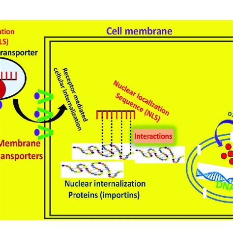Membrane And Subcellular Trafficking Implicated In The Nuclear Download Scientific Diagram