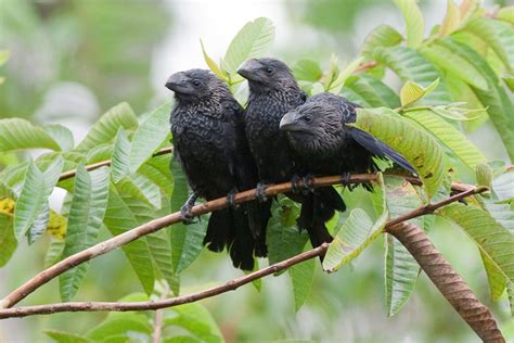 The Impact Of The Smooth Billed Ani An Interview With Cristian Poveda