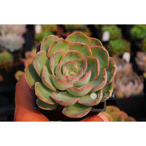 採花賊 花麗x玻瑰娜 多肉植物療癒盆栽組盆園藝 蝦皮購物