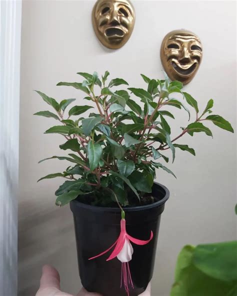 Fuchsia Bonsai Colorful And Exotic Beauty