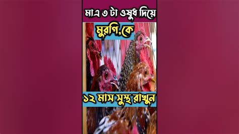 💥 ১২ মাস হাঁস মুরগি সুস্থ থাকবে এই ওষুধ খাওয়ালে 💥🐔 Chicken দেশি মুরগি পালন পদ্ধতি মুরগি পালন