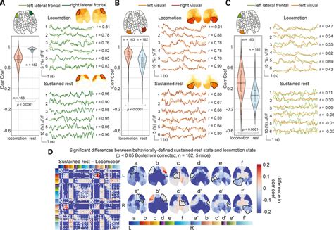 Cortex Wide Neural Dynamics Predict Behavioral States And Provide A Neural Basis For Resting
