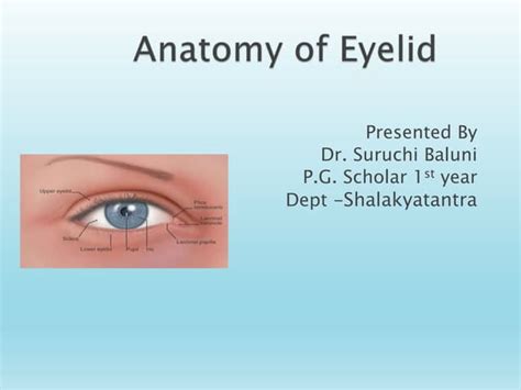 Eyelid Anatomy Pptx
