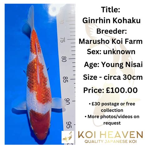 Ginrhin Kohaku Marusho Koi Farm Sex Unknown Young Nisai Circa