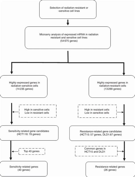 Schematic Outline Of The Definition Of Radiation Sensitivity And