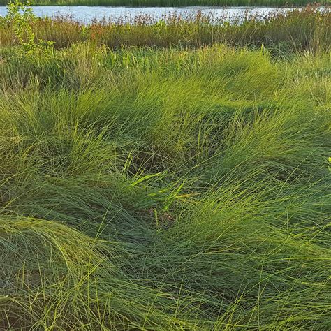 Sedges And Grasses Are A Wetlands Foundation — Green Star Wetland Plant Farm