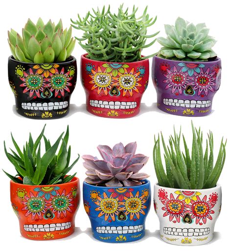 13 Trending Trader Joes Flowers And Planters For Plant Enthusiasts