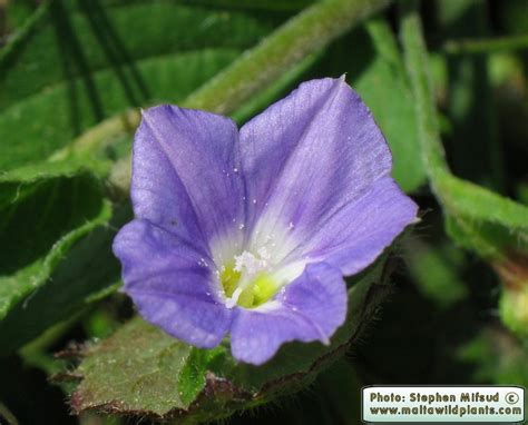 Convolvulus Siculus Blue Bindweed The Online