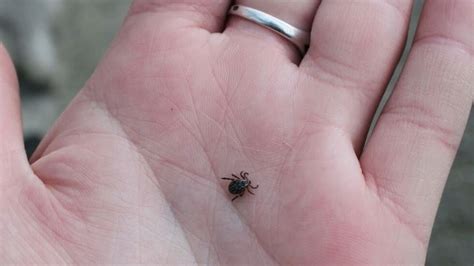 Специалист Ухапването от кърлеж може да предизвика алергия към месо