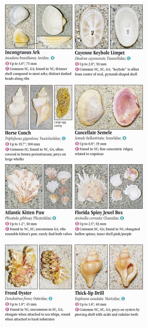Shells Of North Carolina South Carolina Georgia Quick Reference Publishing Retail