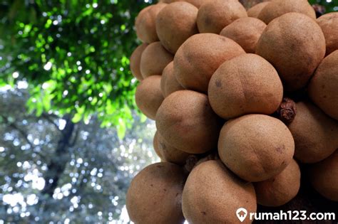 Дерево кепель где растет - фото