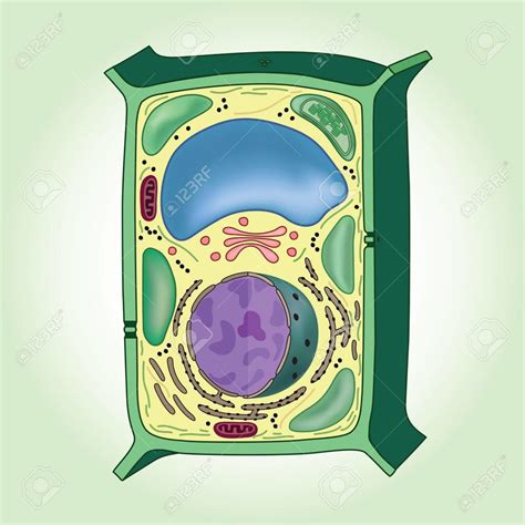 Plant Cell Diagram 2 Diagram Quizlet