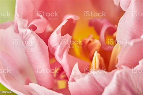 꽃다발에 모란 모양의 튤립 꽃의 매크로 사진 봄 개념 3 월 8 일 국제 여성의 날을위한 선물 International Womens Day에 대한 스톡 사진 및 기타 이미지