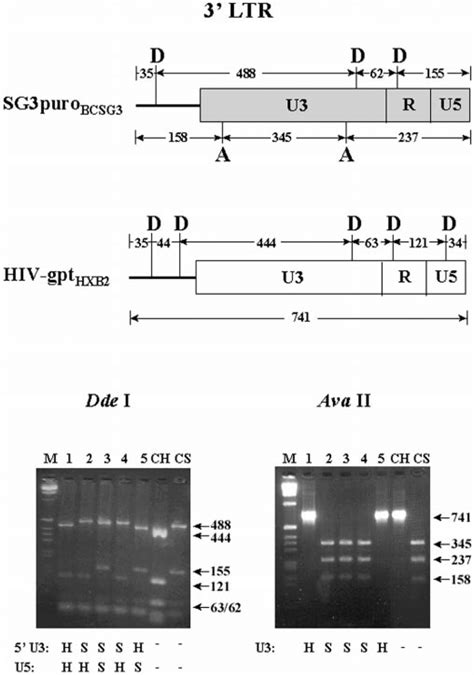 Analysis Of HIV 1 Minus Strand Primer Transfer The Nature Of The Download Scientific Diagram