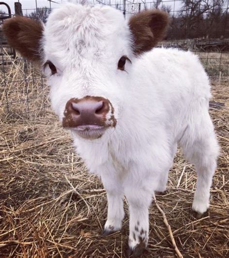 Meet These Adorable Micro Mini Cows