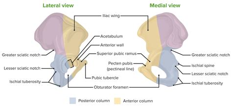 Pelvic Fractures Concise Medical Knowledge