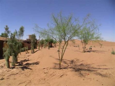 Sahara Desert Planting Trees