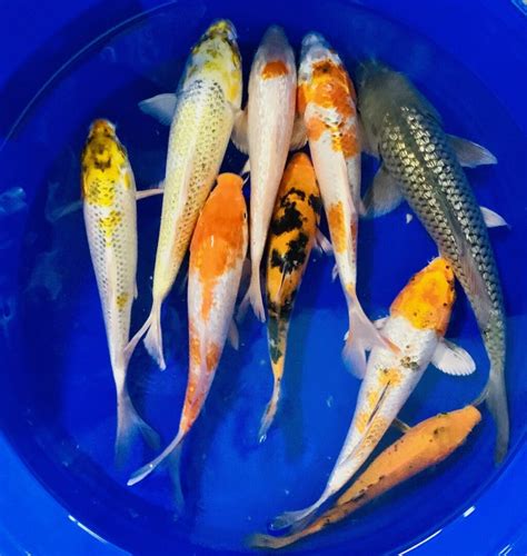 6 Lot Assorted 5 Standard Fin Live Koi Fish For Koi Pond Garden Free