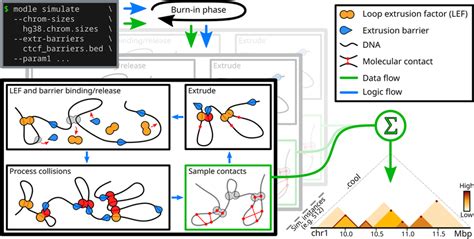 Schematic And Simplified Overview Of Modle Input Files Specify Genome