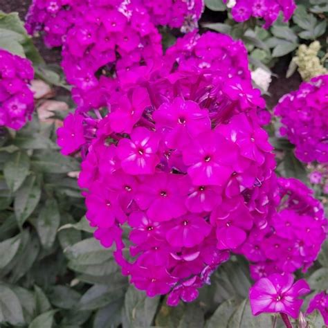 Комнатные растения купить в Казани цена 200 руб дата размещения 19 09 2024 Растения и семена