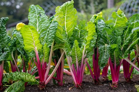 How To Grow Swiss Chard Hgtv
