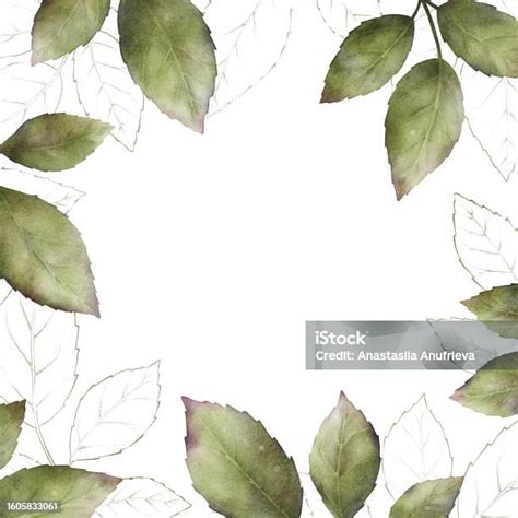 수채화 녹색 나뭇잎과 잉크로 그린 나뭇잎이 있는 프레임 디자인 식물 그림 엽서 인사말 초대장을 위한 정사각형 꽃 프레임 0명에 대한 스톡 벡터 아트 및 기타 이미지 Istock