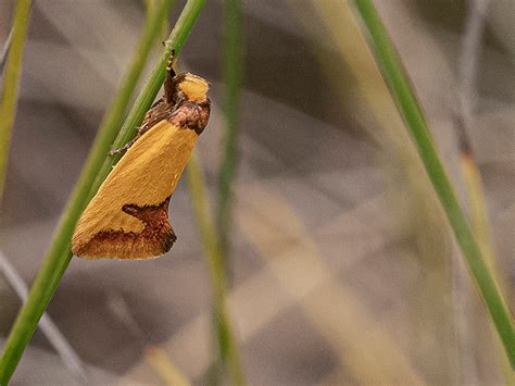 Moths All Other Lepidoptera The Northern Rivers Project
