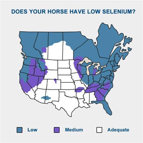 7 Research Backed Health Benefits Of Selenium For Horses Mad Barn