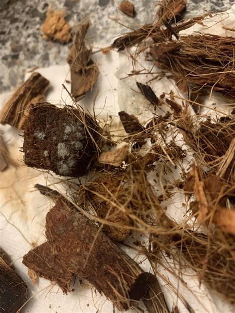 Mold In My Ball Pythons Enclosure R Ballpython